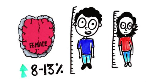 8 Differences Between The Male And Female Brain Getdoc Says