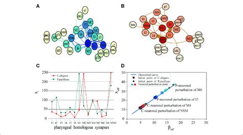 Comparison Of Function And Structure Of Synaptic Connectivity In