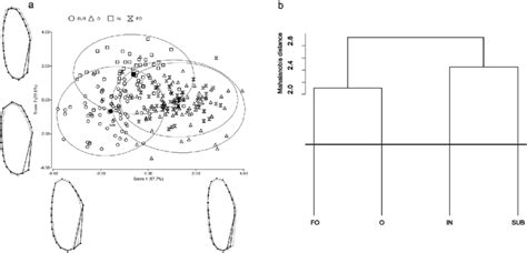 A Analysis Of The Maximum Shell Shape Variation Along The First Two