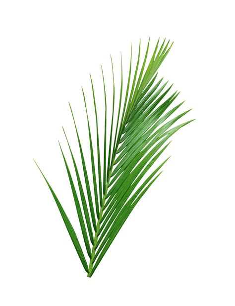 Green Leaves Pattern Leaf Palm Tree Isolated 24170642 Png
