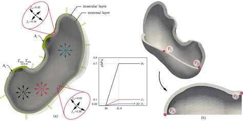 Illustration Of A Porcine Geometric Stomach Model A Numerical Half