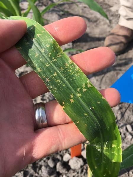 Stink Bug Scouting Guide For Field Corn In The Southeastern Us Nc