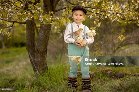아름다운 유아 소년 빈티지 옷을 입은 아이 정원의 피는 나무 아래 공원에서 작은 병아리와 놀기 가금류에 대한 스톡 사진 및 기타 이미지 Istock
