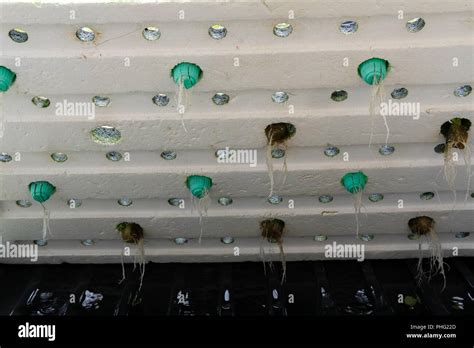 Hydroponic Vegetable Root Under Foam In Plant Nursery In Farm Stock
