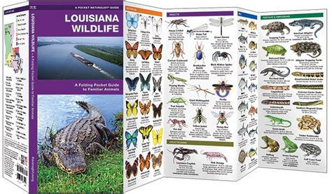 Louisiana Wildlife Reserve At Bobby Gibson Blog