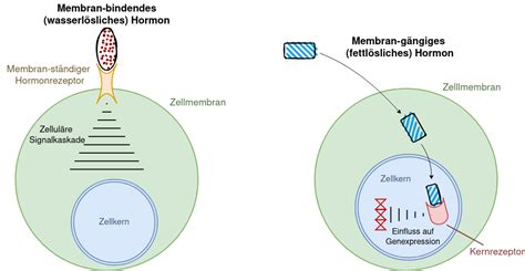 die endokrine evolution intelligent gesund