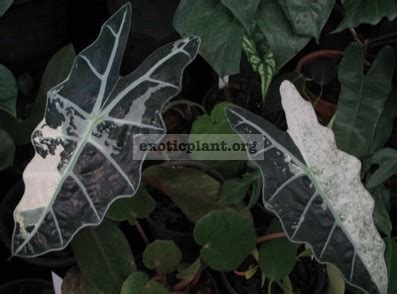 Фотокаталог алоказий для заказа | EXOTIC PLANT Редкие коллекционные ...