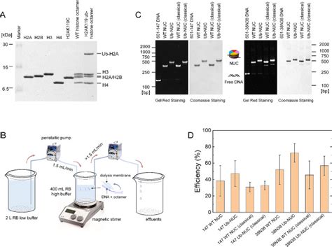 Rapid Reconstitution Of Ubiquitinated Nucleosome Using A Non Denatured Histone Octamer