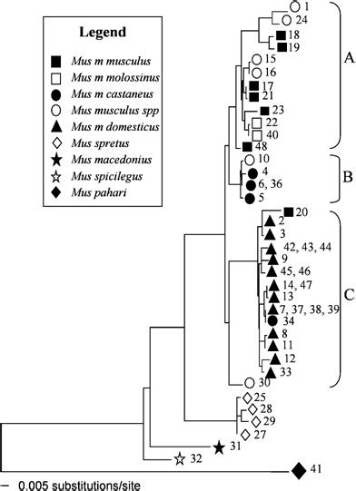 phylogenetic analysis of mitochondrial d loop regulatory region