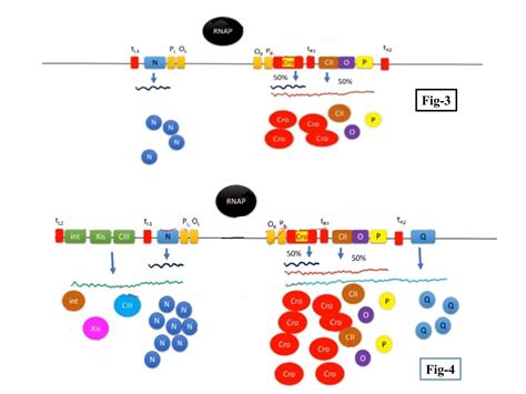 Structuregenome Organisationgene Regulation Of Lambda Phage Pptx
