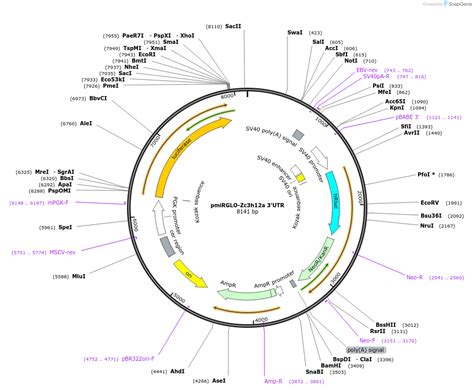 Addgene Pmirglo Zc3h12a 3utr