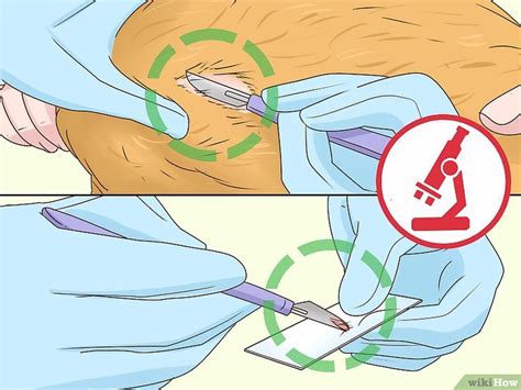 How To Treat Blepharitis In Cats Diagnosis Symptoms And More
