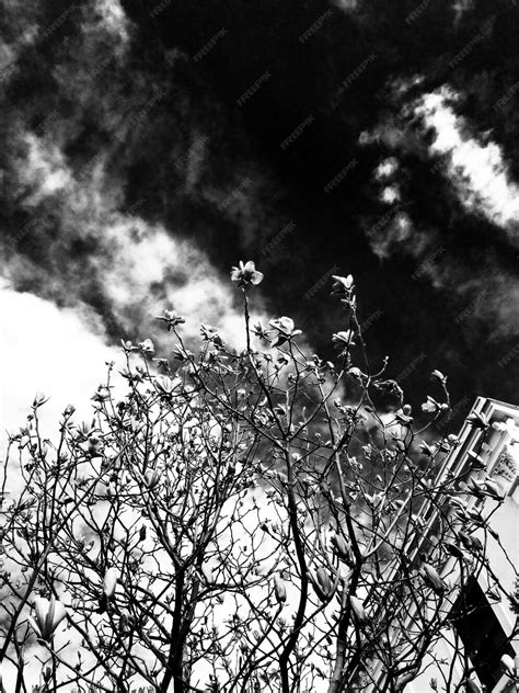 Premium Photo Low Angle View Of Blossoming Tree