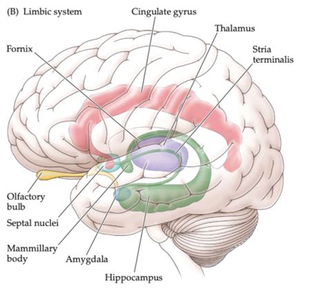 Limbic System Flashcards Quizlet