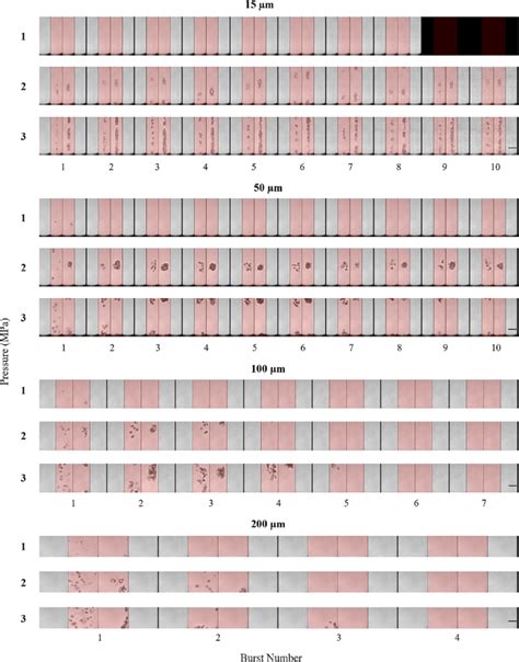 Representative Optical Images From High Speed Microscopy Showing The Download Scientific