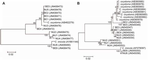 Maximum Likelihood Trees Based On Its 1 A And Coi B Nucleotide