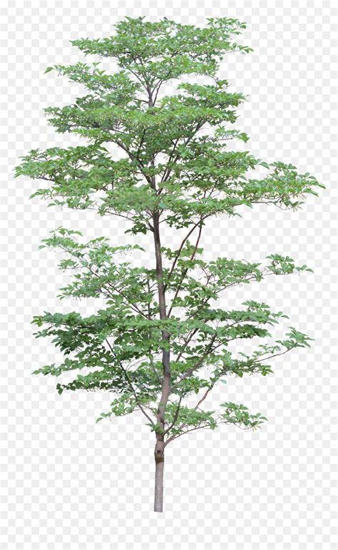 Png Trees For Photoshop Free Download Transparent Background Png Format Trees Png Png