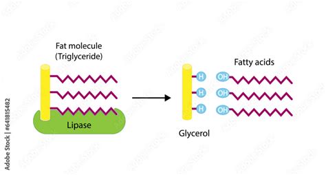 Lipid Digestion Fat Molecule Triglyceride Lipase Enzyme Catalyzes
