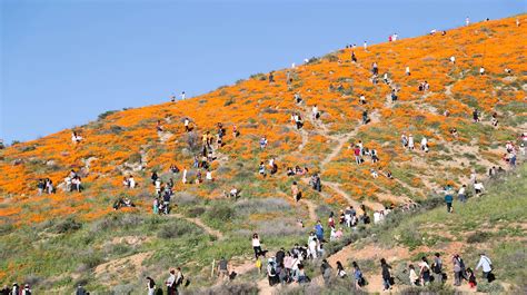 Photos Crowds Overwhelm Walker Canyon Poppy Fields At Lake Elsinore