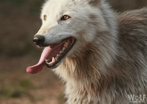 How Do Wolves Stay Cool In The Summer Heat Wolf Conservation Center