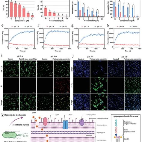 A The Peptide Molecular Structure Is Designed As A Self‐assembling Download Scientific Diagram
