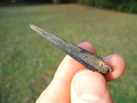Beyond Rare Fossil Bird Beak Recently Sold Fossils Prehistoric