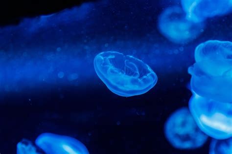 60 Scyphozoa Pictures