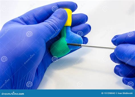 Pituitary Gland Anatomy Under Microscope For Education Pathology Stock