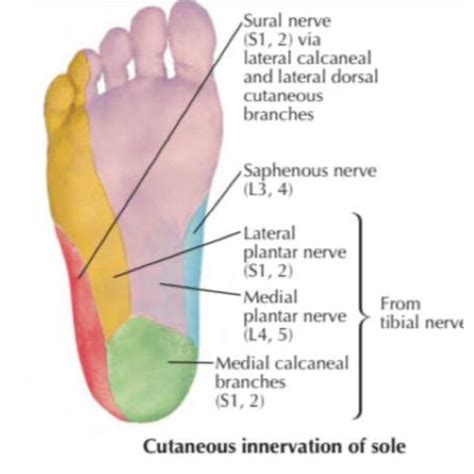 Dermatome Foot Sole