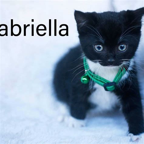 Adopt A Cat Doggierescue