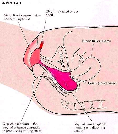 The Sexuale Response In Females