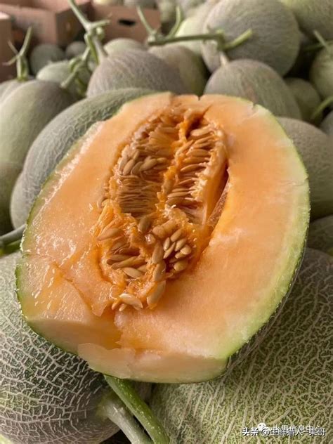 哈密瓜、蜜瓜、网纹瓜、香瓜、羊角蜜傻傻分不清？看完就明白了 甜瓜 果肉 品种 果皮 口感 新浪新闻