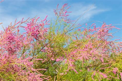 Five Stamen Tamarisk Or Tamarix Pentandra Plant In Saint Gallen In