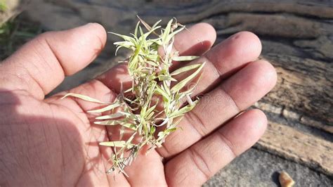 White Cynodon Dactylon Grass Stock Video Video Of Bermuda Indian 274832115