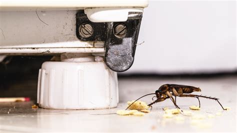 Say Goodbye To Kitchen Pests With This Homemade Repellent Mui Kitchen