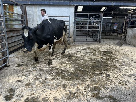 Strong Trade For Freshly Calved Heifers And Cows In Carnew Mart Agrilandie