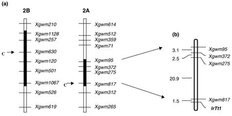 Mapping Of Leaf Rust Resistance Gene Lrtt1 A Localization Of Download Scientific Diagram