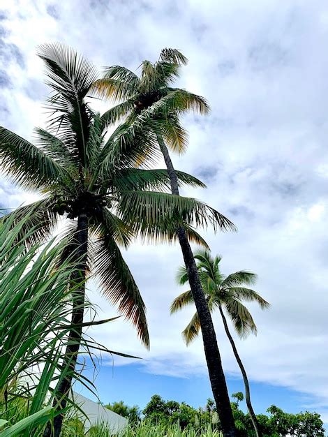 Premium Photo Borassus Flabellifer