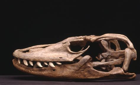 Fossils In Bluff Downs Qld The Australian Museum