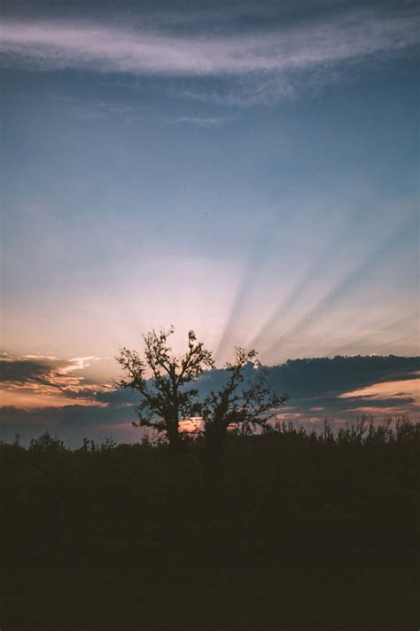 무료 사진 구름 사이로 비치는 태양 광선 황혼의 나무 실루엣 완벽한 역광 풍경 사진