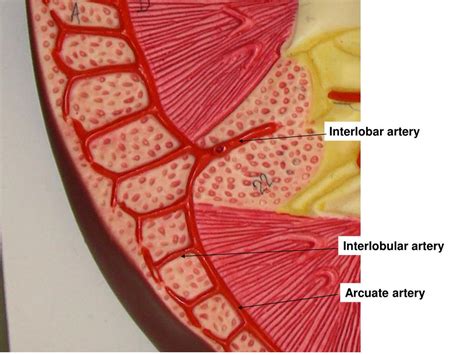 Ppt Renal System Histology And Models Powerpoint Presentation Free