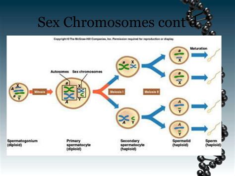 PPT Sex Linked Inheritance PowerPoint Presentation Free Download ID