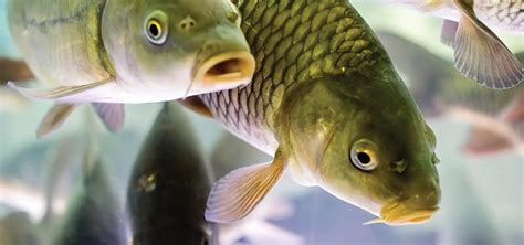 Комбикорма от производителя Белкорм по выгодным ценам