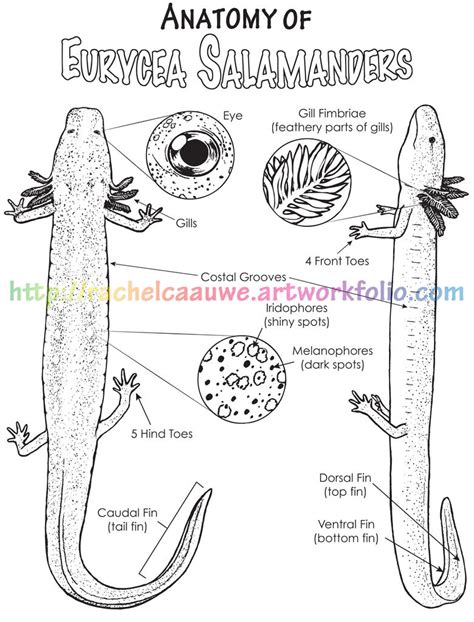 Salamander Life Cycle Diagram