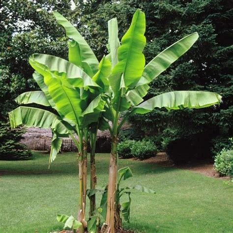 Musa Basjoo Japanese Root Hardy Banana Tropical Plant Guy