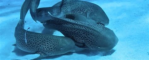 Leopard Shark Three Way Caught On Tape In A Scientific First