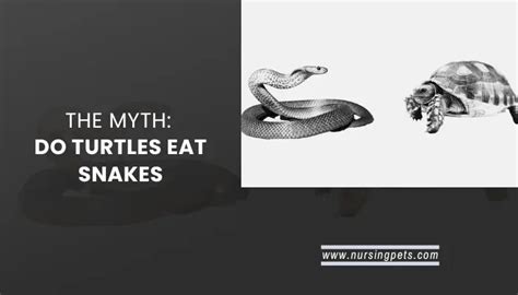 Do You Need A Tetanus Shot After A Cat Bite Nursing Pets