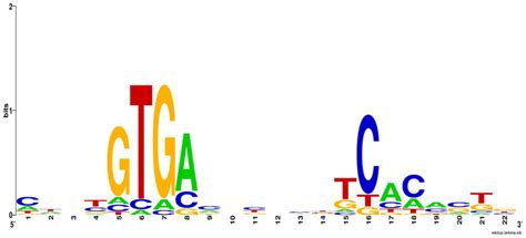 Sequence Logo Of The Predicted Crp Binding Sites In D Radiodurans The