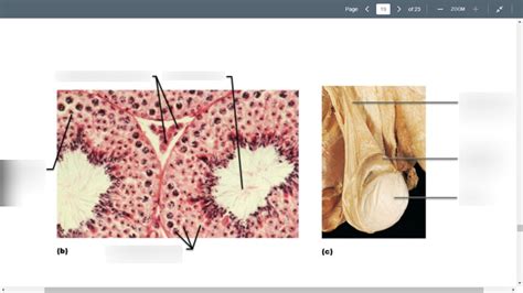 Testes And Microscope Diagram Quizlet
