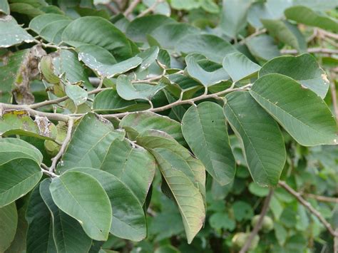 ¿cómo Se Cultiva La Chirimoya Jardineria On